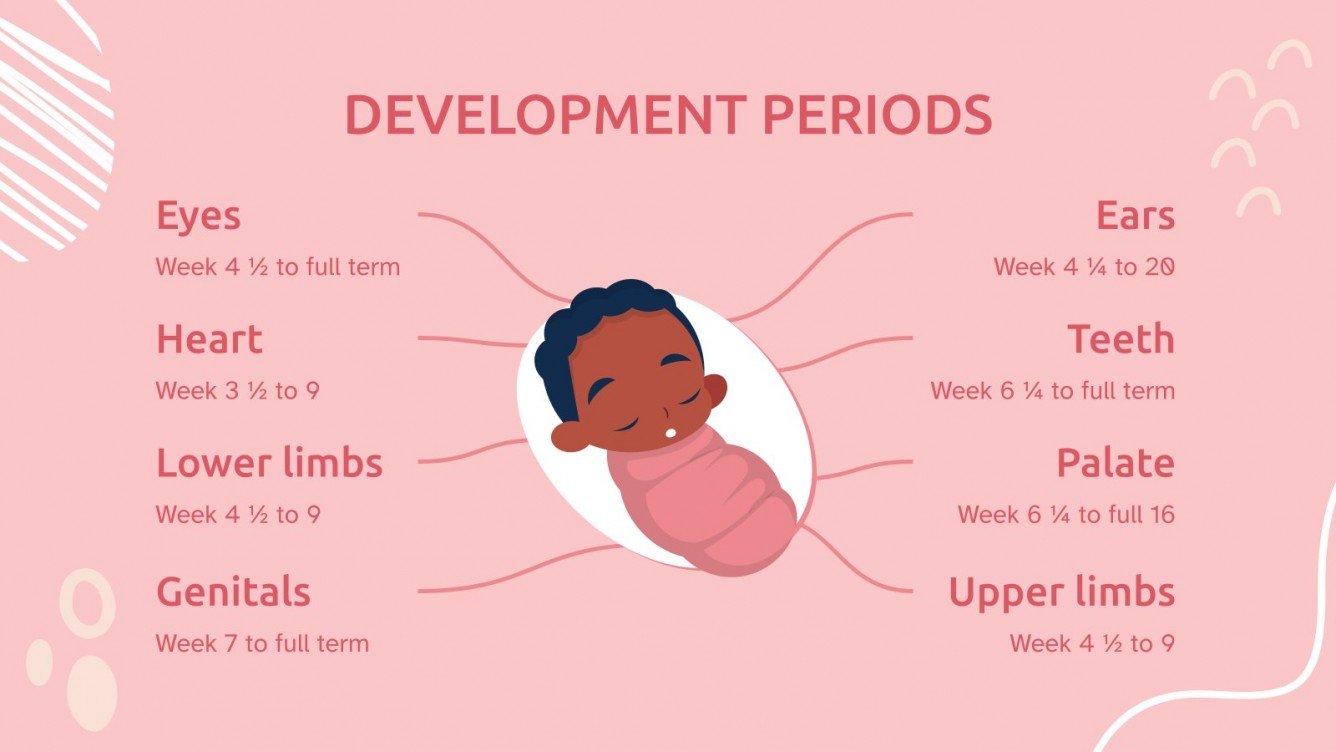 Stages of Development of the Fetus | Google Slides & PPT