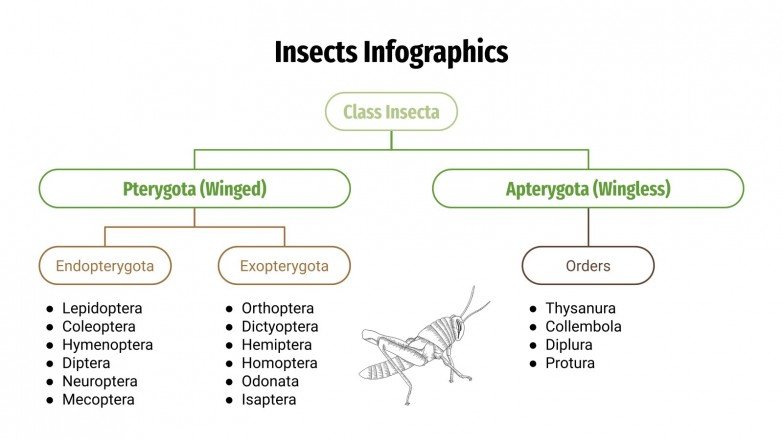 Insects Infographics | Google Slides & PowerPoint Template