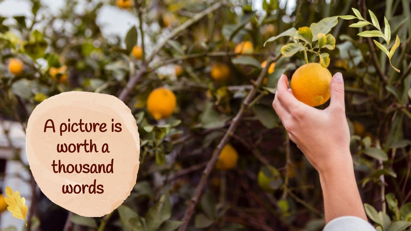 The Jewish Tree Holiday: Tu BiShvat | Google Slides & PPT