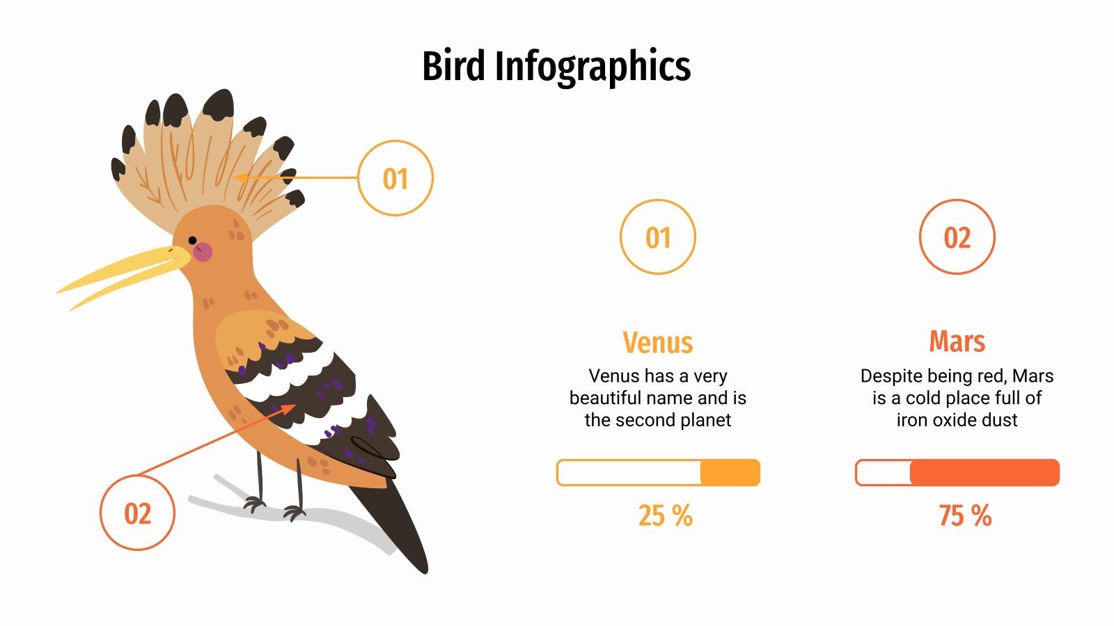 Bird Infographics | Google Slides and PowerPoint template