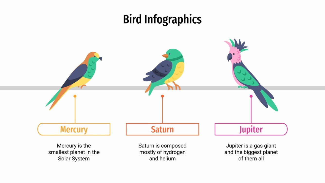 Bird Infographics | Google Slides and PowerPoint template
