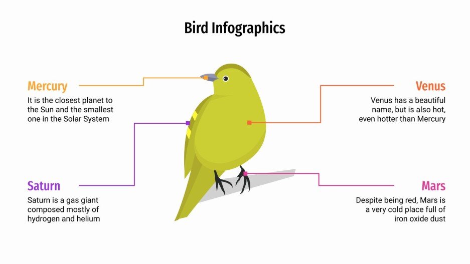 Bird Infographics | Google Slides and PowerPoint template