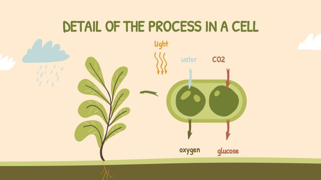 Photosynthesis Process for Education | Google Slides & PPT