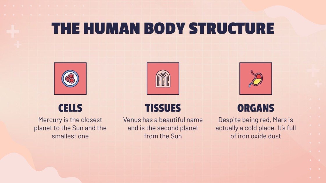 Human Anatomy and Physiology Class | Google Slides & PPT