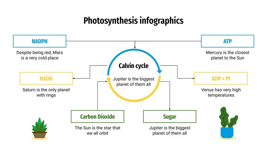 Photosyntesis Infographics | Google Slides & PPT