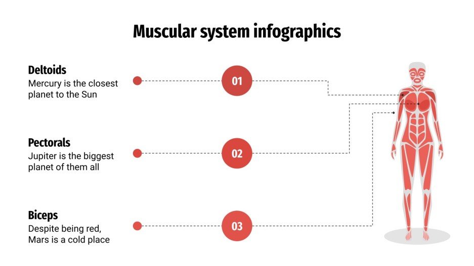 Muscular System Infographics | Google Slides and PowerPoint