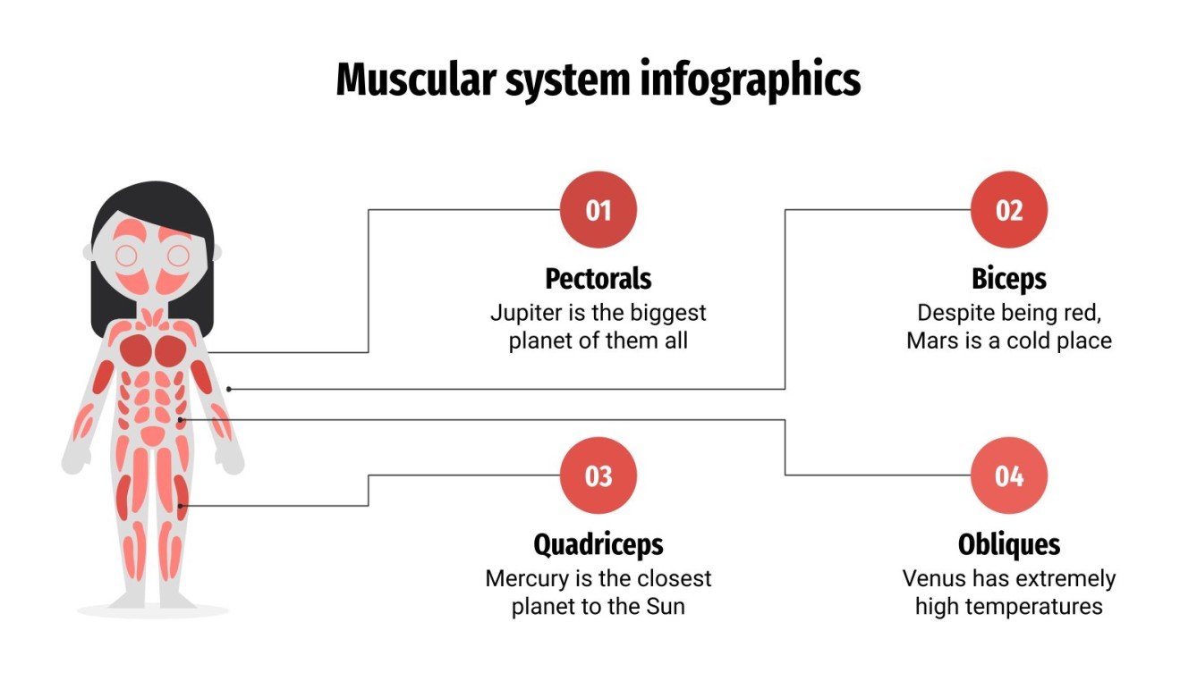 Infografías sistema muscular | Google Slides y PowerPoint