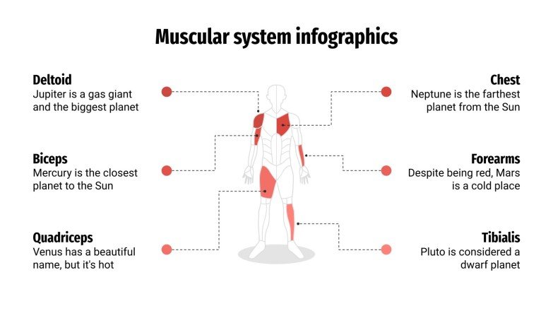 Muscular System Infographics | Google Slides and PowerPoint