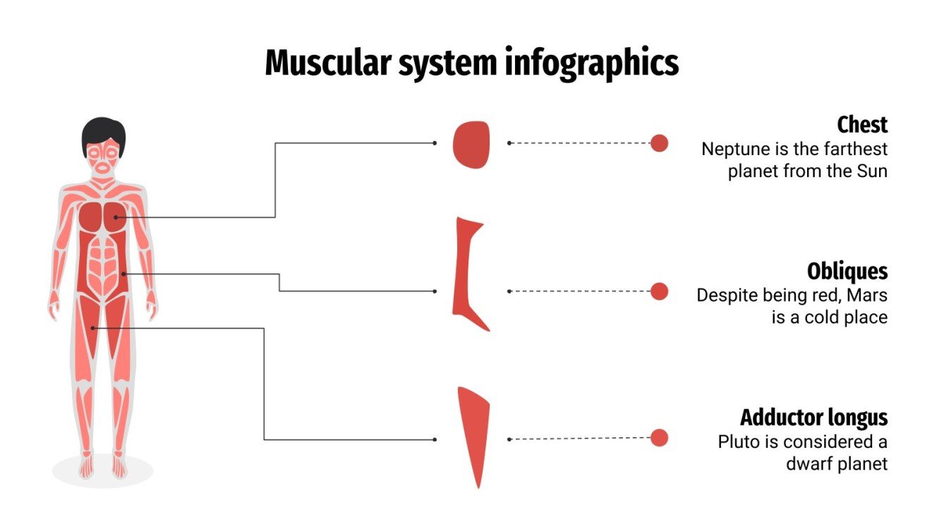 Muscular System Infographics | Google Slides and PowerPoint
