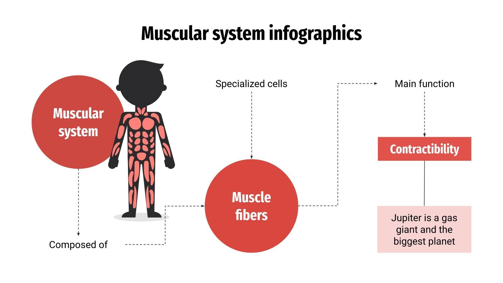 Muscular System Infographics | Google Slides and PowerPoint