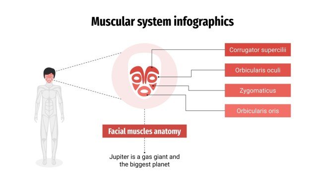 Muscular System Infographics | Google Slides and PowerPoint
