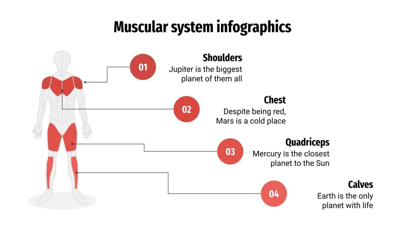 Infografías sistema muscular | Google Slides y PowerPoint