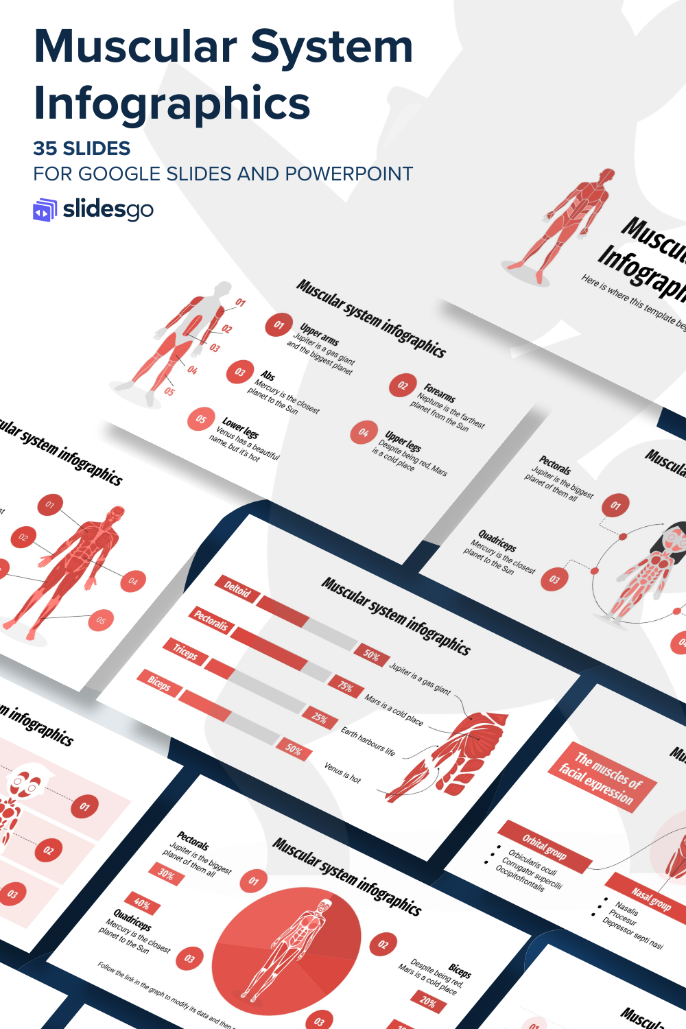 Ppt Gross Anatomy Of The Muscular System Powerpoint PPT Anatomy Of
