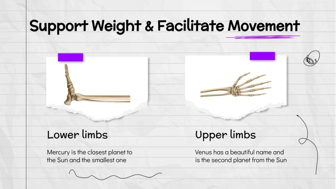 Anatomy Lesson: Realistic Skeleton | Google Slides & PPT