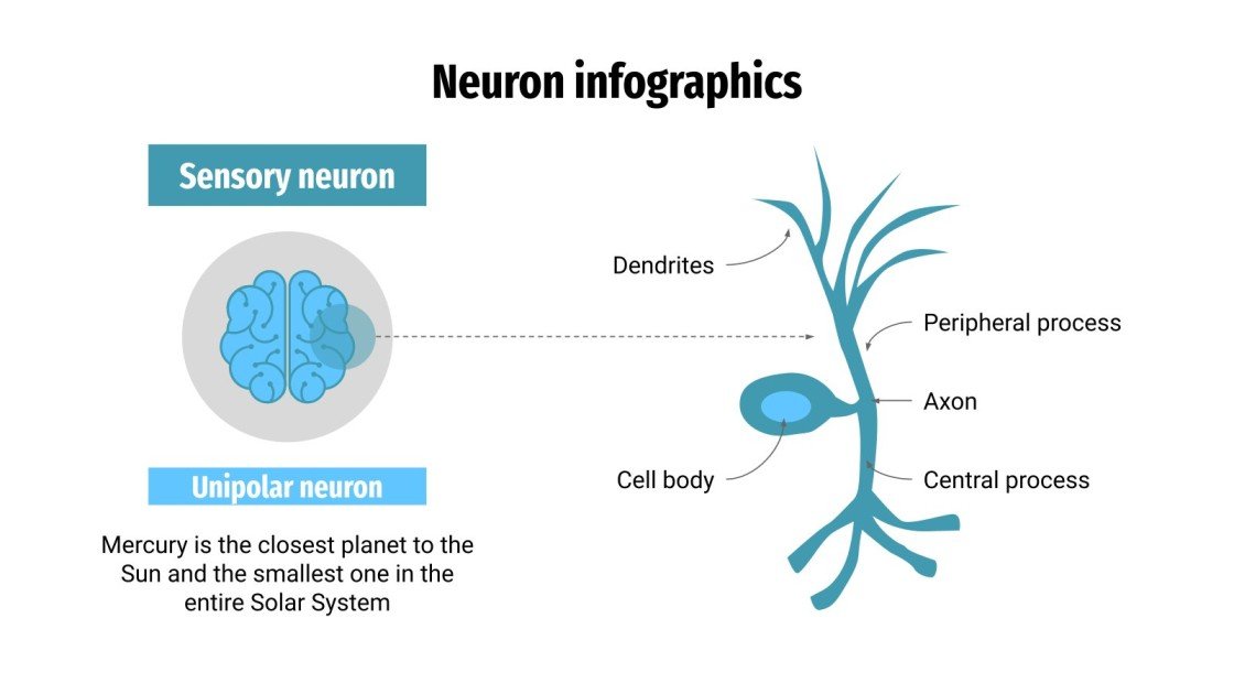 Neuron Infographics | Google Slides & PowerPoint