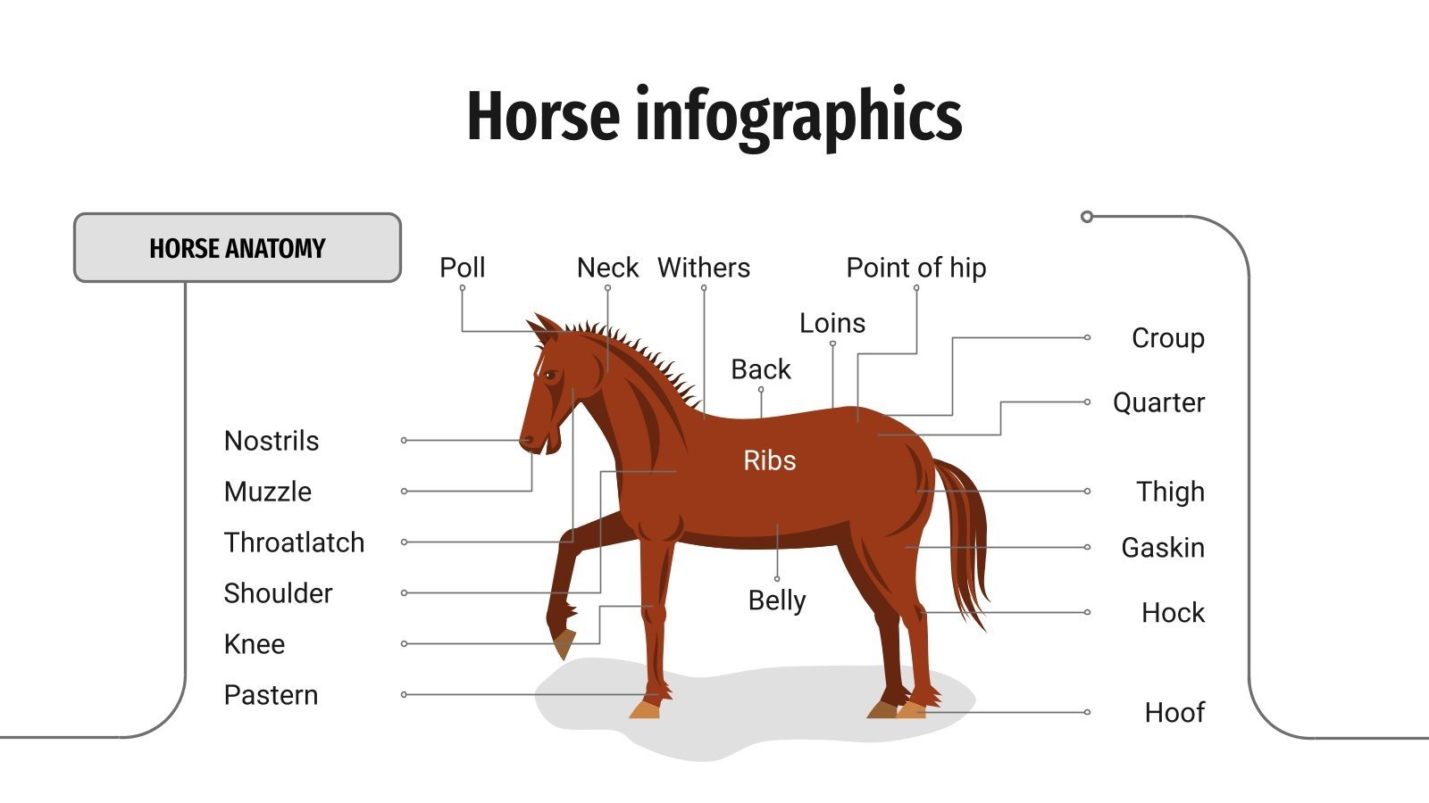 Horse Infographics | Google Slides & PowerPoint Template