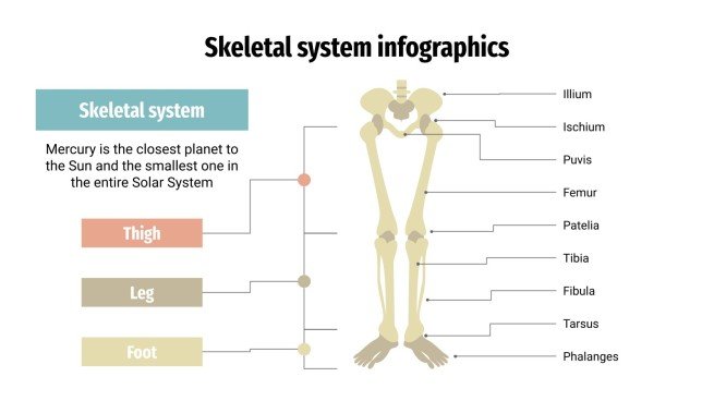 Skeletal System Infographics | Google Slides & PowerPoint