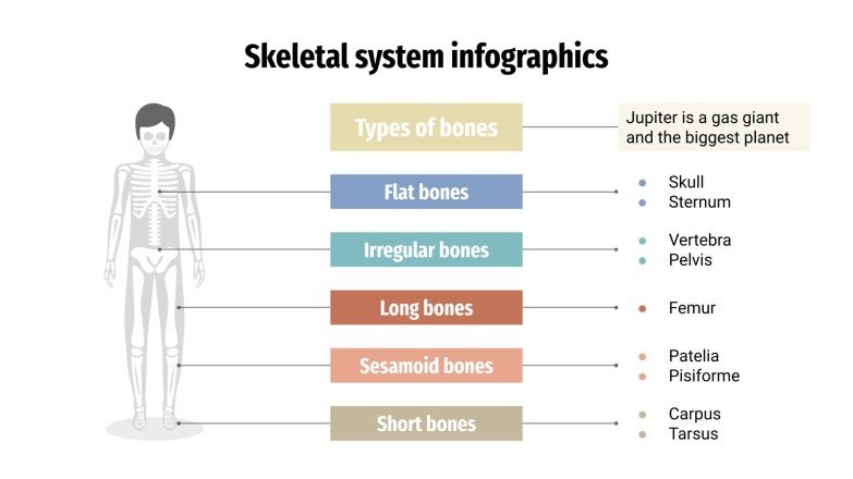 Skeletal System Infographics | Google Slides & PowerPoint