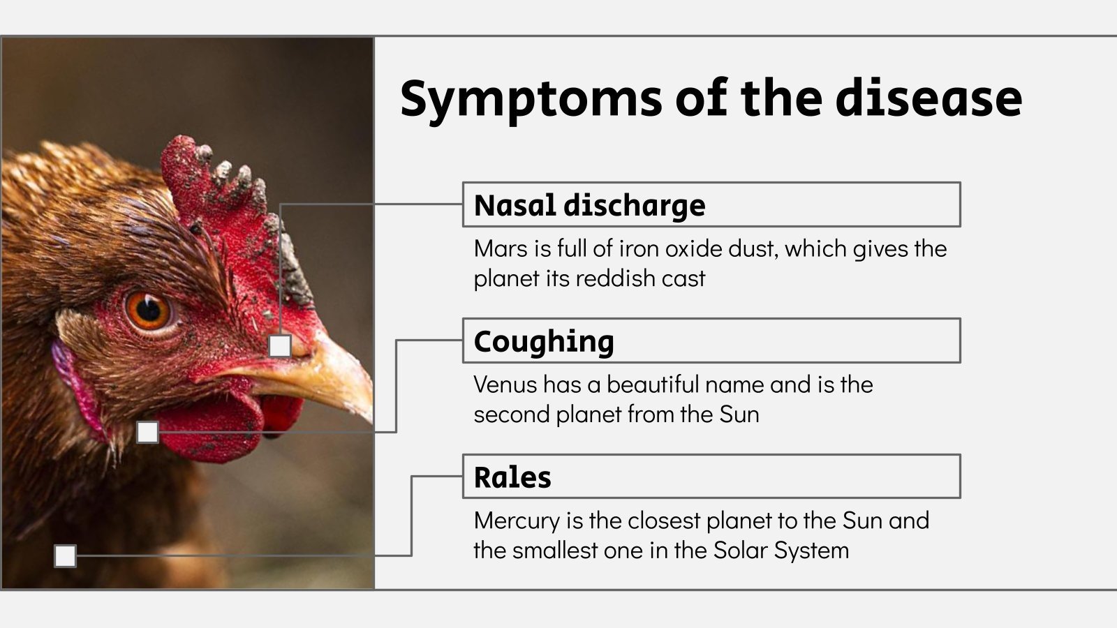 Infectious Bronchitis in Chickens | Google Slides & PPT