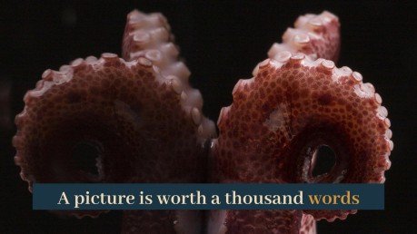 World Octopus Day Minitheme | Google Slides and PowerPoint