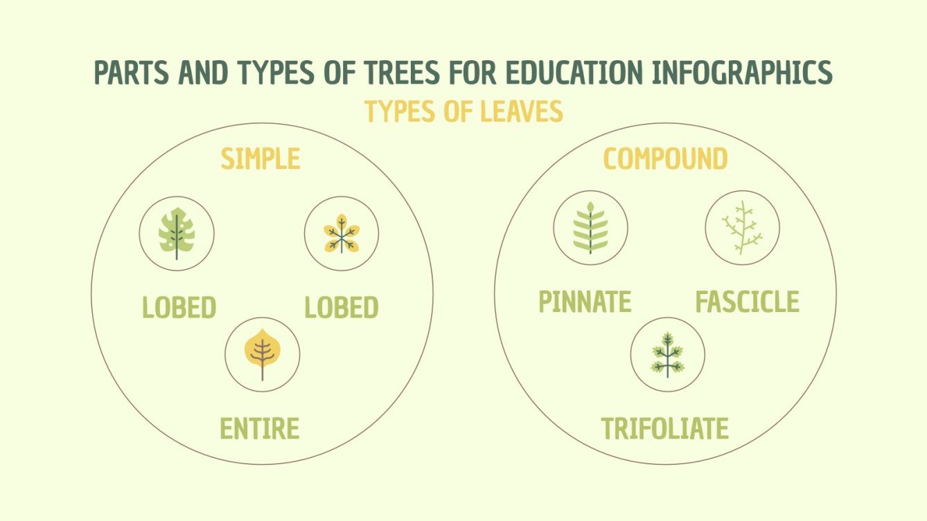 Parts & Types of Trees for Education Infographics