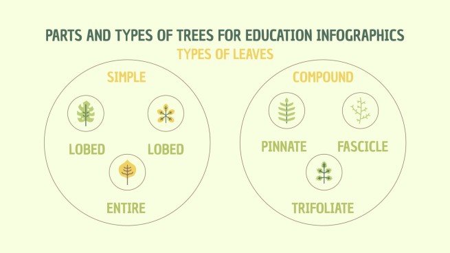 Parts & Types of Trees for Education Infographics