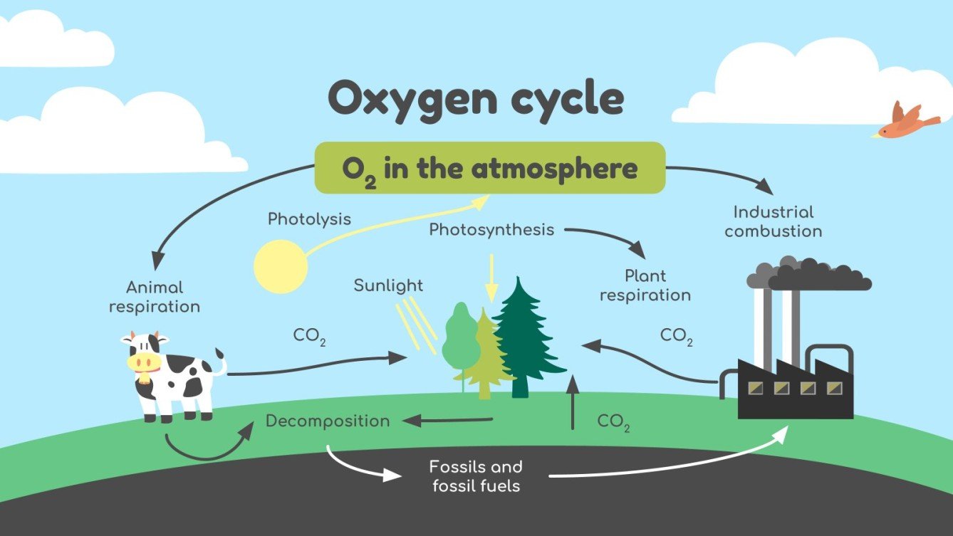 Science: Oxygen Cycle | Google Slides & PowerPoint