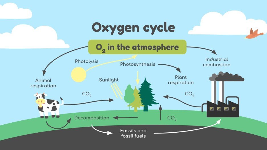 Science: Oxygen Cycle | Google Slides & PowerPoint