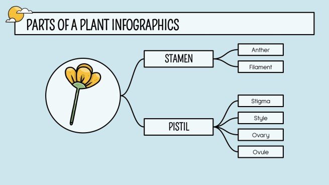 Biology Subject for Pre-K: Parts of a Plant Infographics