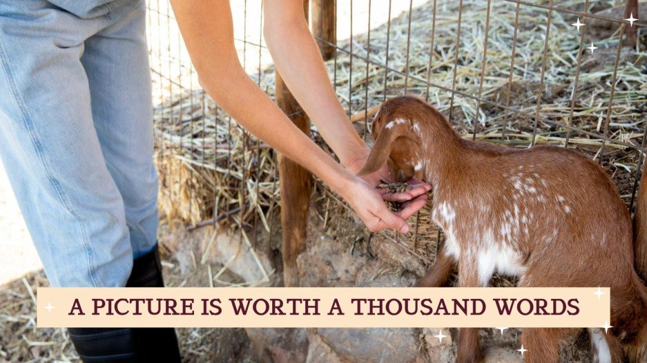 Reproduction in Animals | Google Slides and PowerPoint