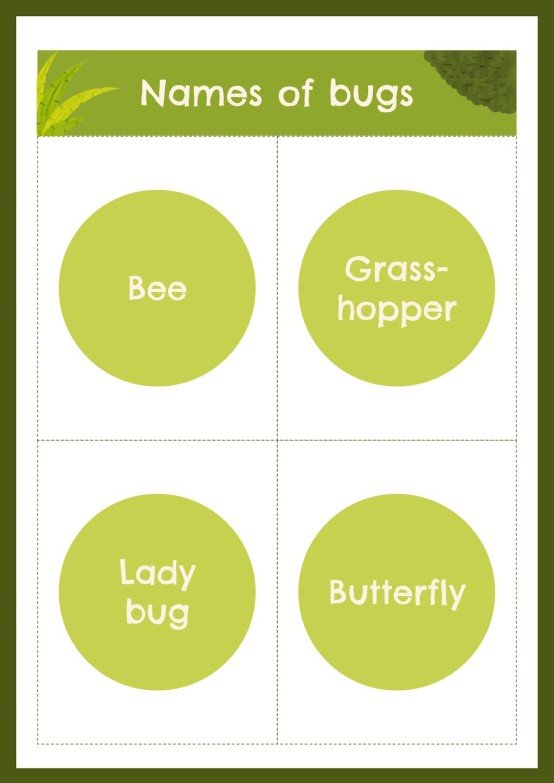 Printable Bug Identification Cards & Activities | Google Slides