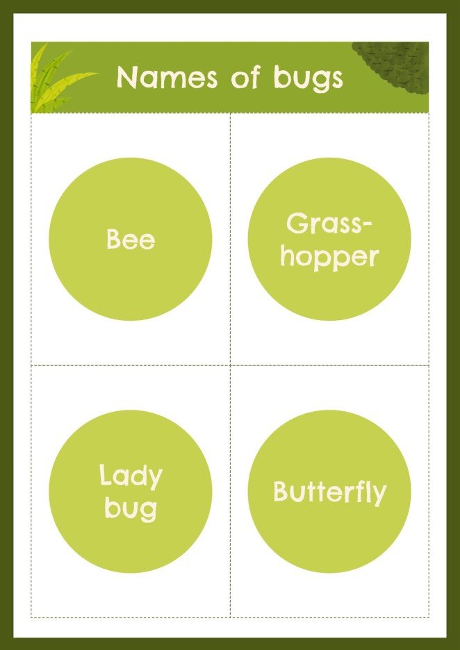 Printable Bug Identification Cards & Activities | Google Slides
