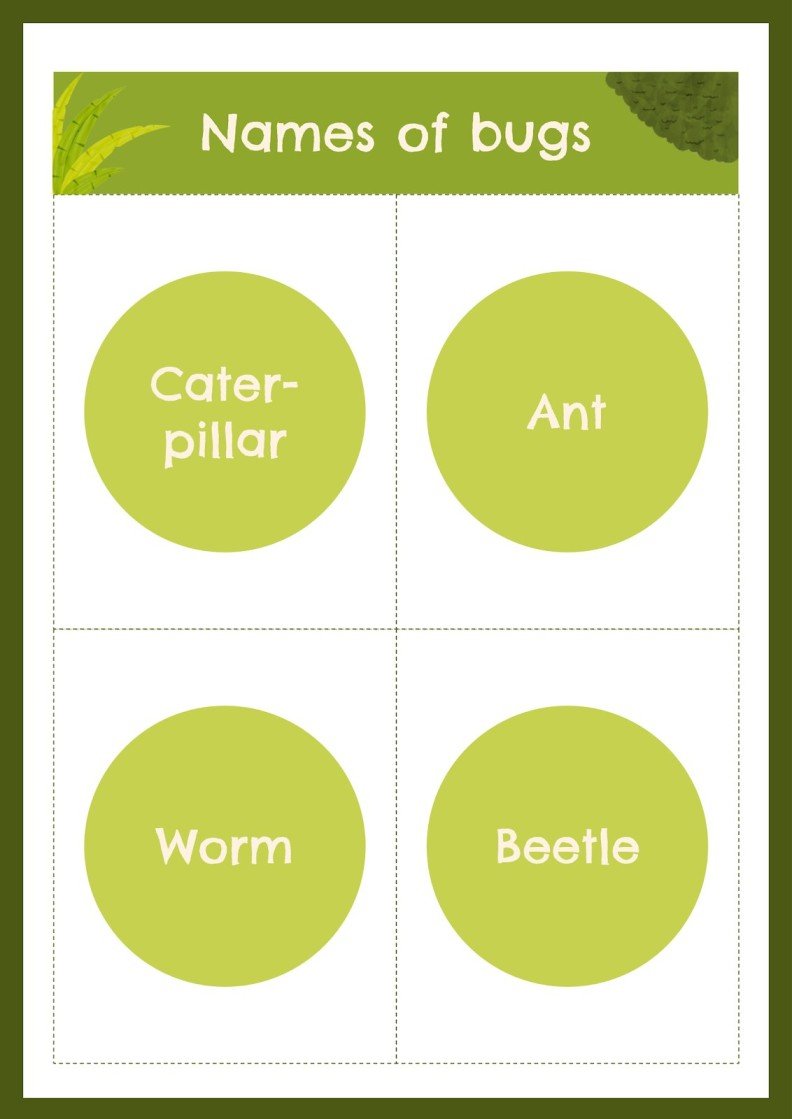 Tarjetas y actividades imprimibles sobre insectos para primaria