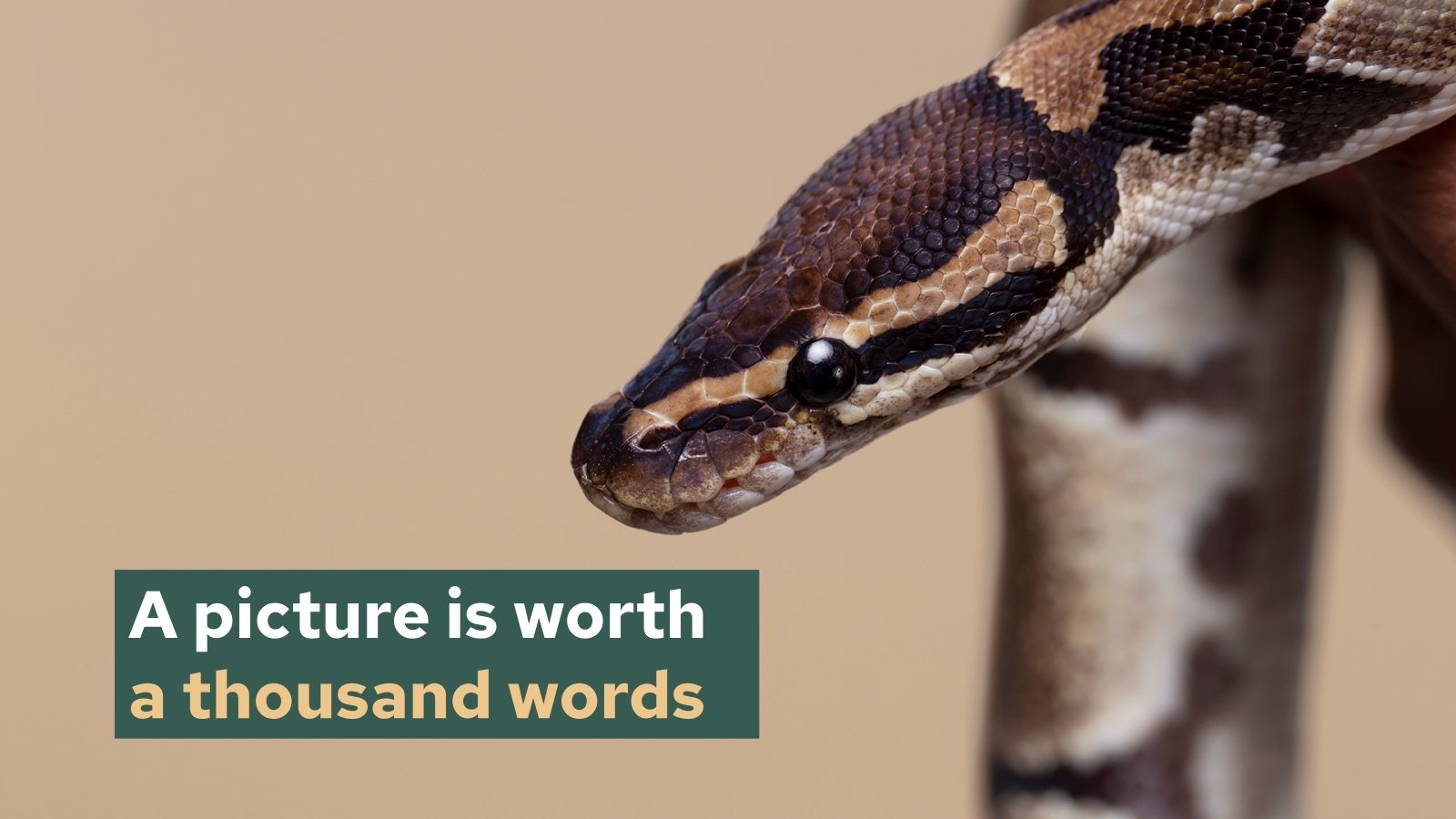 Caso clínico de ofidiofobia | Google Slides y PowerPoint