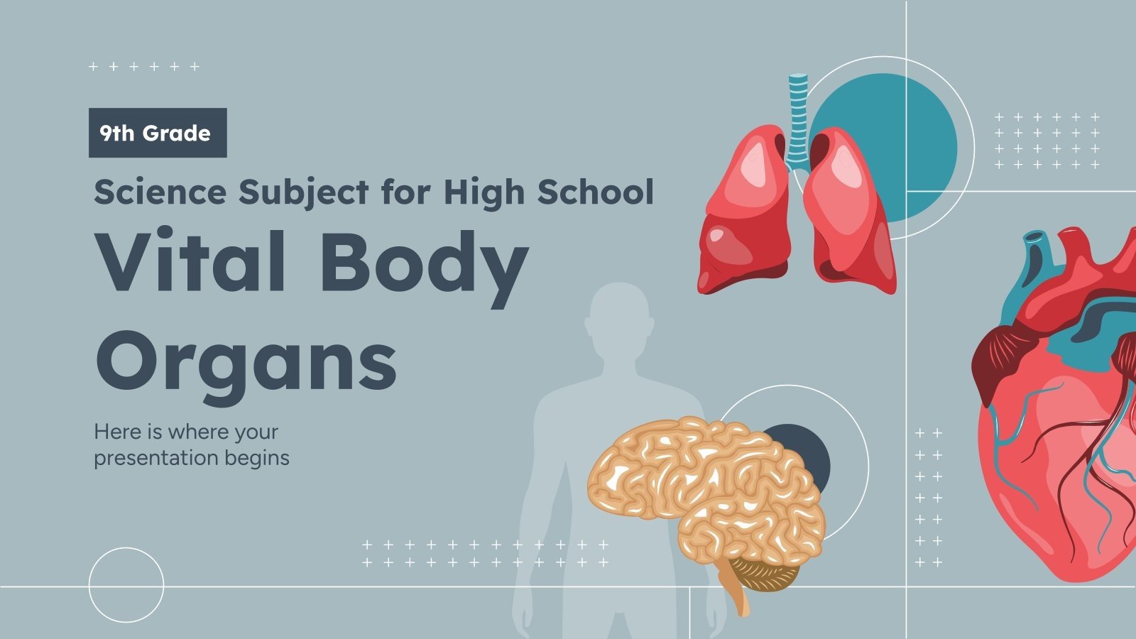 Clase sobre órganos vitales del cuerpo para secundaria