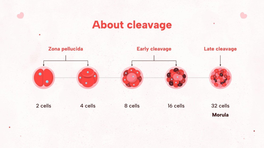 All About Embryology | Google Slides & PowerPoint