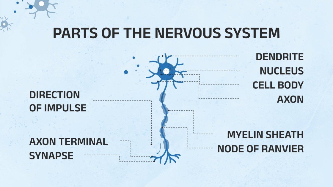 Learn More About the Nervous System | Google Slides & PPT
