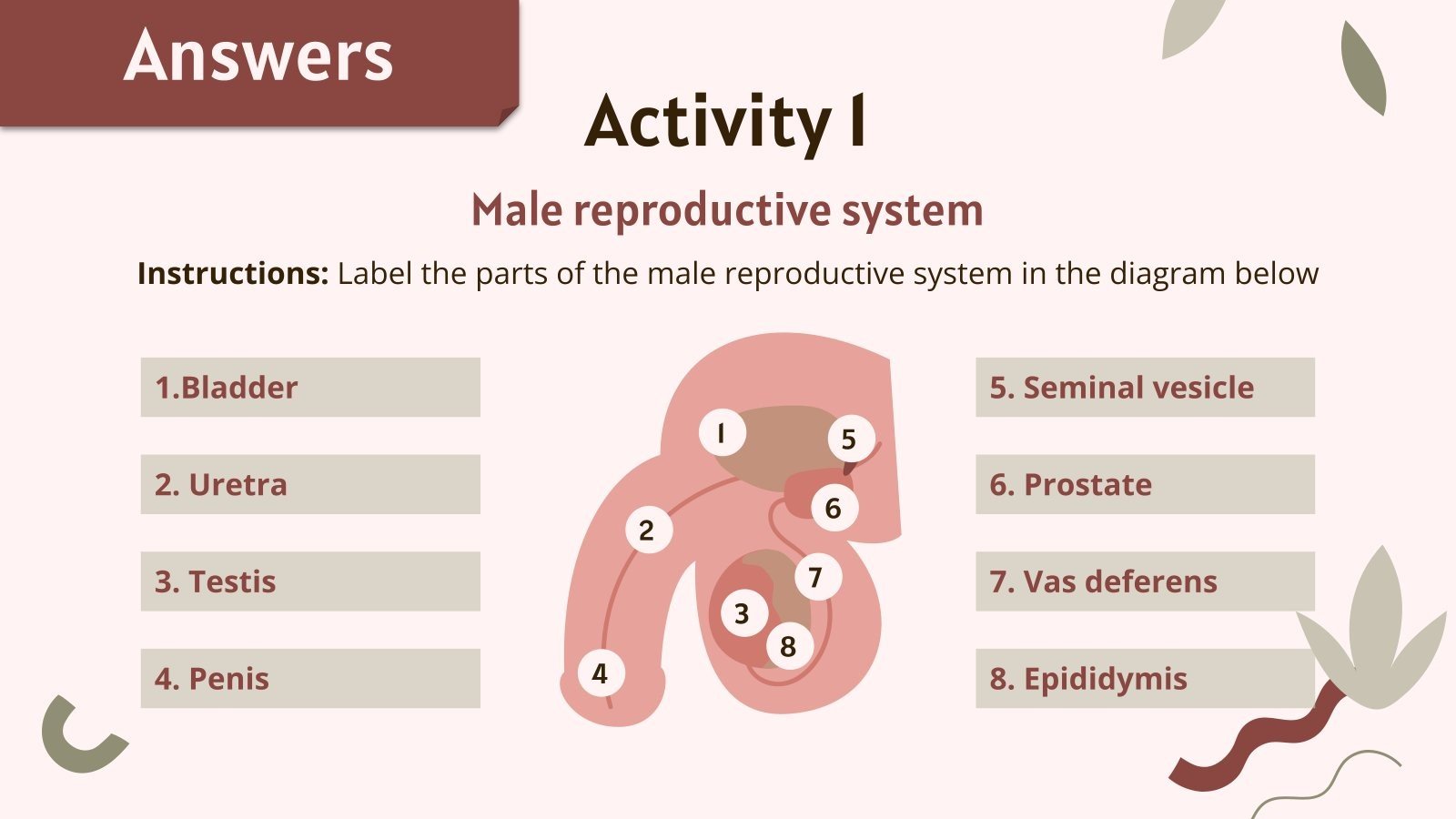 Science Subject for Elementary: Reproductive System