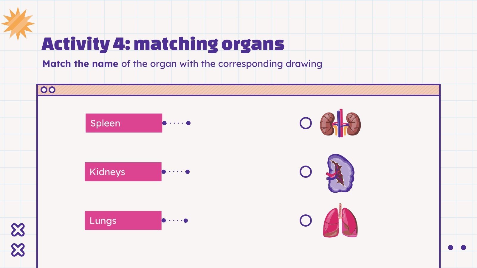 Science: Internal Organs of the Human Body Activities