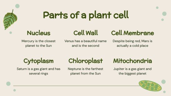 Biology Subject for Middle School: Plant Cells