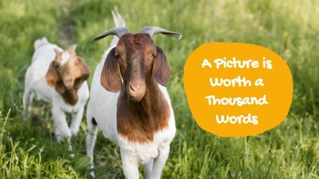 Farm Animals Day | Google Slides and PowerPoint template