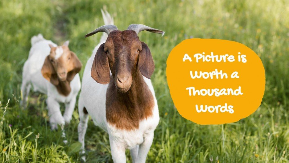 Farm Animals Day | Google Slides and PowerPoint template