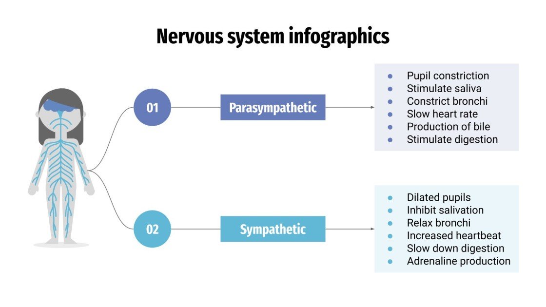 Nervous System Infographics | Google Slides & PowerPoint