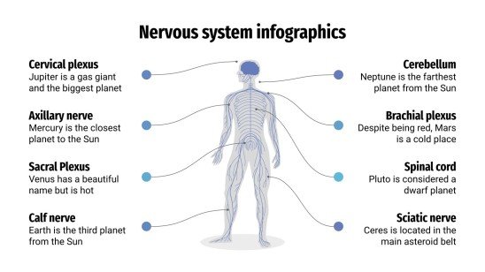 Nervous System Infographics | Google Slides & PowerPoint