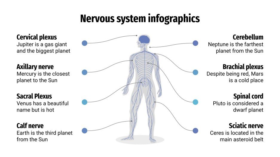 Nervous System Infographics | Google Slides & PowerPoint