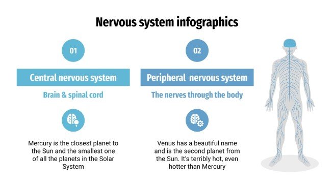 Nervous System Infographics | Google Slides & PowerPoint