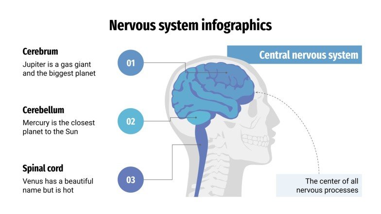 Nervous System Infographics | Google Slides & PowerPoint