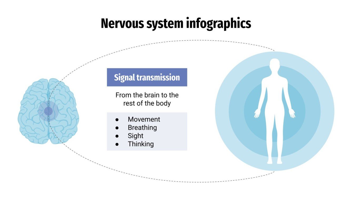 Nervous System Infographics | Google Slides & PowerPoint