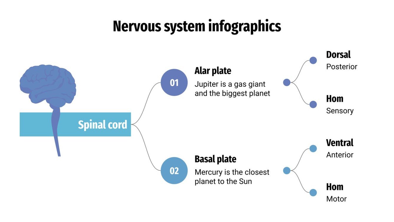 Nervous System Infographics | Google Slides & PowerPoint