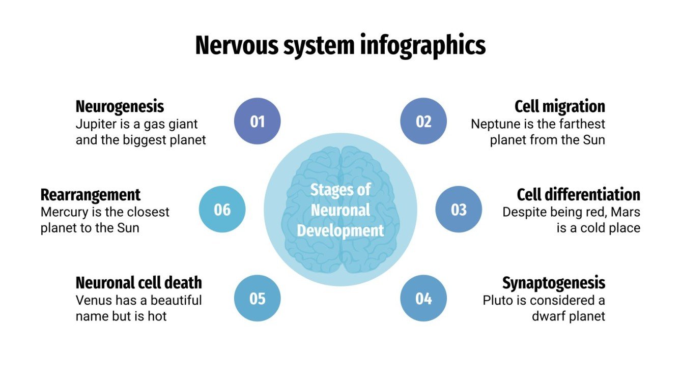 Nervous System Infographics | Google Slides & PowerPoint